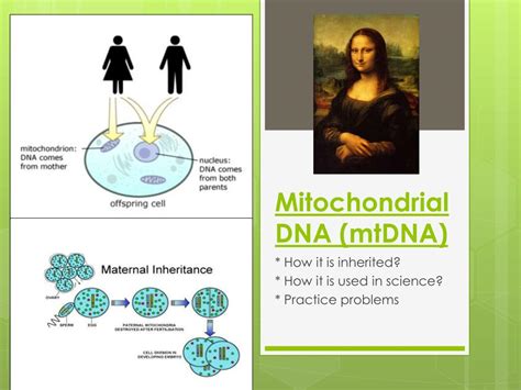Mitochondrial Dna Inheritance