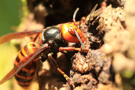 Giant Hornet Attack