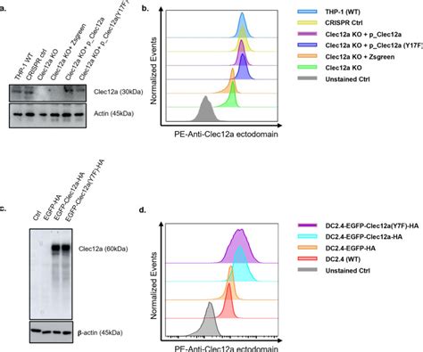 Clec12a Inhibits Msu Induced Immune Activation Through Lipid Raft