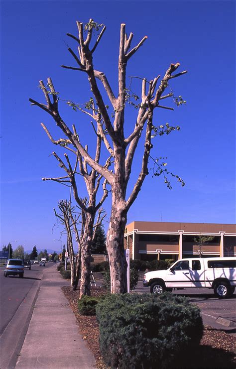 Improper Pruning Tree Care For Birds