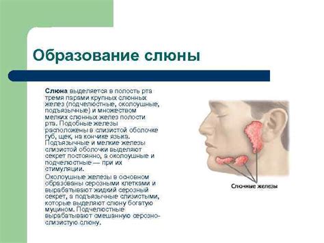 Диета При Слюнной Железы — Похудение Диета Правильное Питание