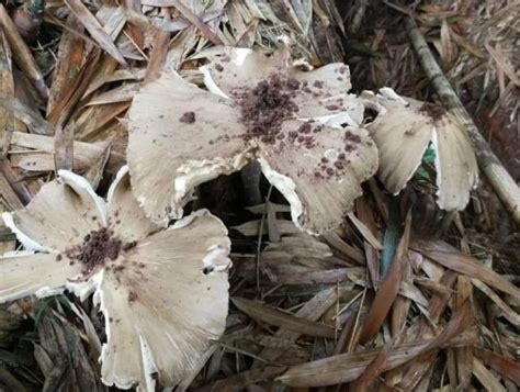 玉米青菌子图片 玉米芊菌子 临沧玉米青菌子 大山谷图库