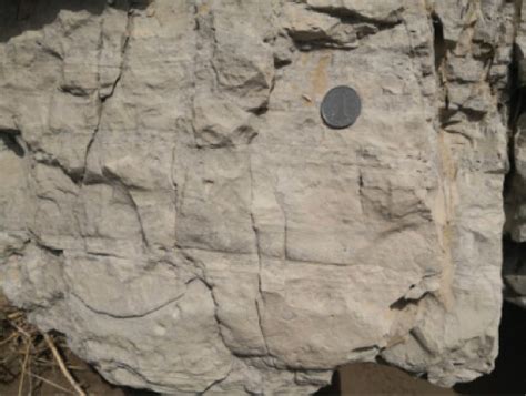 Types Of Reef Limestone In Keziliqiman Formation A Packstone In The