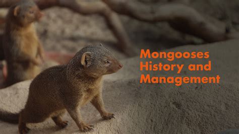 The History And Management Of Mongooses From Ancient Allies To Modern
