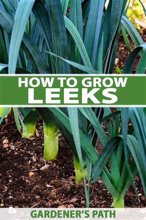 How To Grow Leeks Gardeners Path