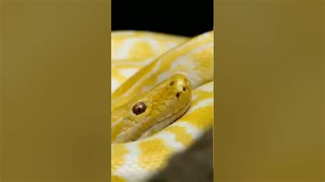 নাগিন গিন গিন মার গাই 🐍🐍🐍🐍 Youtube