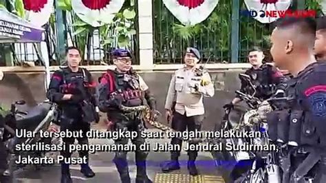 Pasukan Brimob Tangkap Ular Sanca Empat Meter Saat Sterilisasi