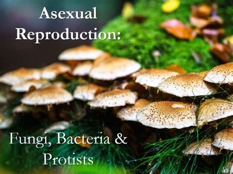 Mod 5 Asexual Reproduction In Bacteria Fungi And Protists Teaching