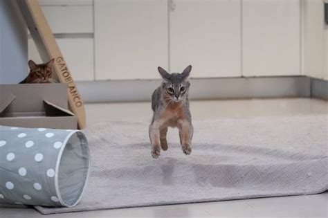역동적인 고양이 사진  인스티즈 Instiz 이슈 카테고리