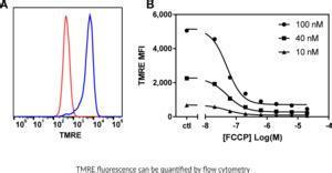 Tmre Mitochondrial Membrane Potential Assay Kit Tetramethylrhodamine