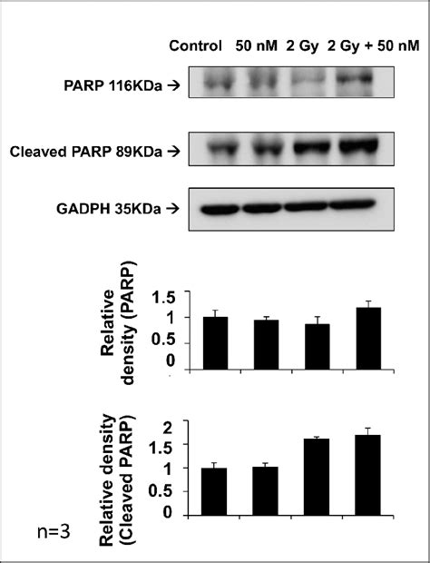 Western Blot Analysis Results With Apoptosis Biomarkers Cleaved Parp
