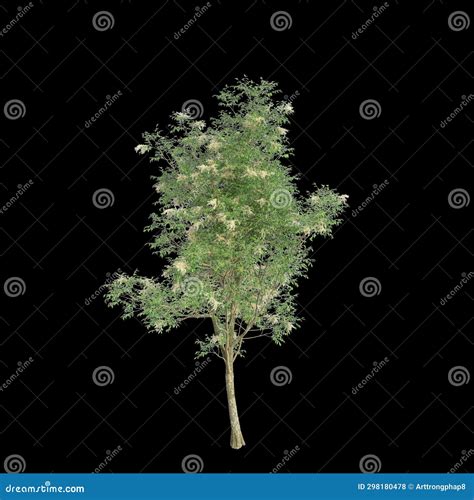 Fraxinus Tree Is Half Bald Colored Green And Red Engraving Raster Illustration Sketch