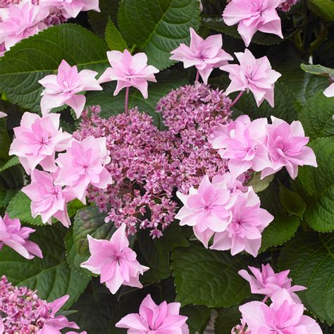 Hortensie 'Doppio® Rosa' kaufen | Ahrens+Sieberz - Pflanzenversand ...