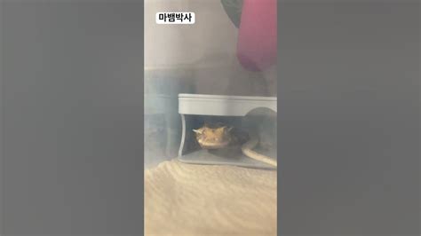 ㅎㅇ Shorts 도마뱀 마뱀박사 귀엽다 빼꼼 게코도마뱀 Youtube
