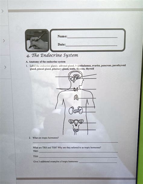 Solved Ap Lab 2 Name Date 4 The Endocrine System A Anatomy Of
