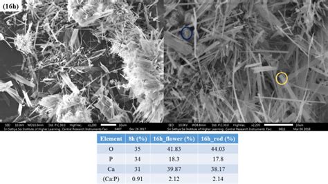 Sem Images And Corresponding Edx Report Of The Composition Of The