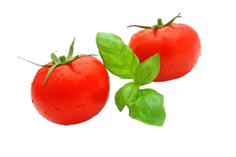 Gambar Tanaman Kemangi Png Vektor Psd Dan Clipart Dengan Background
