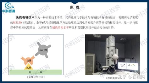 免疫电镜技术介绍，绝对干货！ 知乎