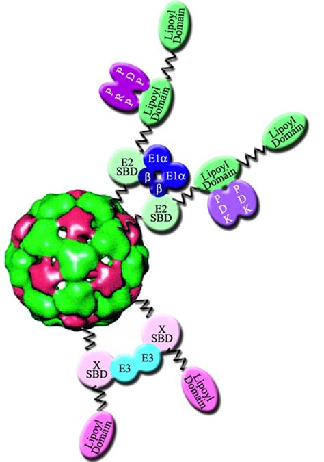 人体内乙酰辅酶a的主要来源和去路 知乎