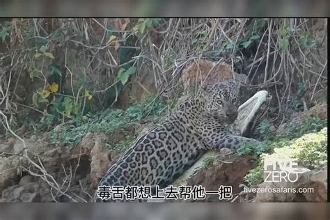 美洲豹水中抓鳄鱼！在美洲豹面前鳄鱼就是小鱼干美洲豹鳄鱼