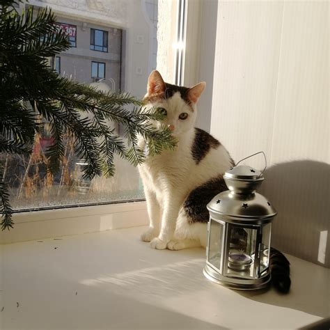 животные реактора котэ прикольные картинки с кошками смешные