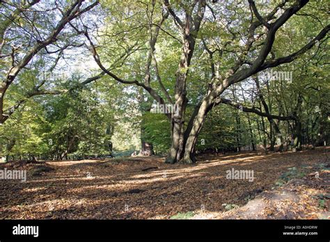 Leaves Fall Essex Tree Hi Res Stock Photography And Images Alamy