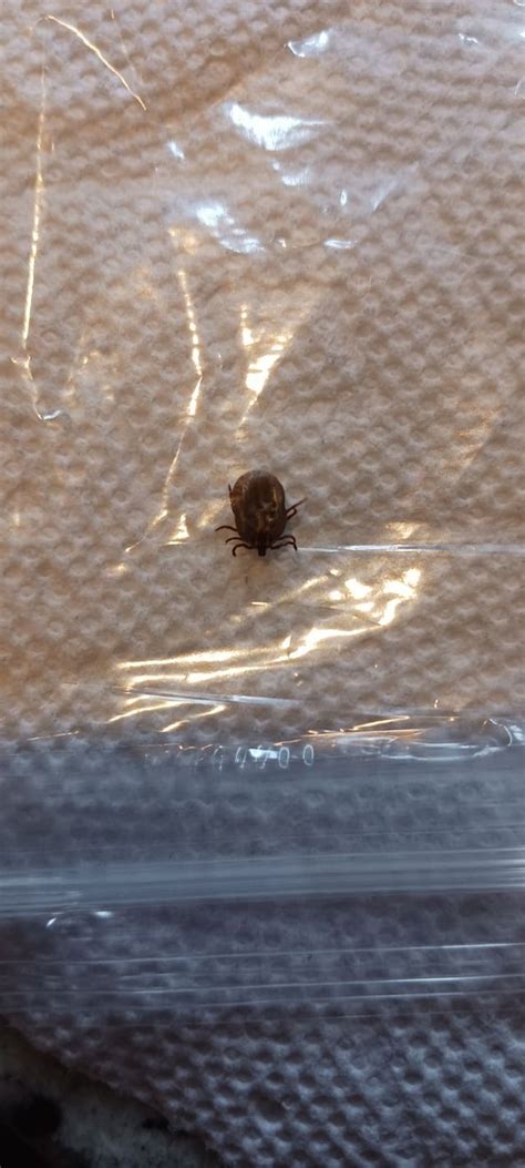 Tick Id In Northern Illinois Rticks