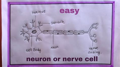 How To Draw Neuron Or Nerve Cell YouTube