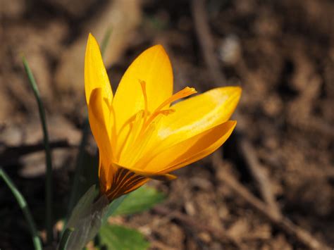 How To Grow Crocus Garden Chronicle