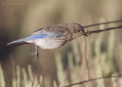 Juvenile Bluebird