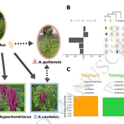 Genome Wide Signals Of Gene Flow A Schematic History Of Amaranth