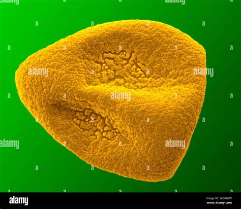 Daffodil Pollen Coloured Scanning Electron Micrograph Sem Of A