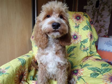 Pudel F1 Piesek 5 Miesięcy Cockapoo Karmelowobiały Jacków • Olxpl