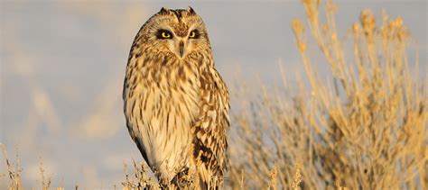 Tws Backs Reintroduced Recovering Americas Wildlife Act The Wildlife