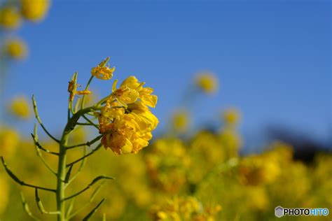 愛知県田原市の菜の花 その3 By 村人a（本当は町民） （id：11569033） 写真共有サイトphotohito