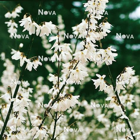 Abeliophyllum Distichum