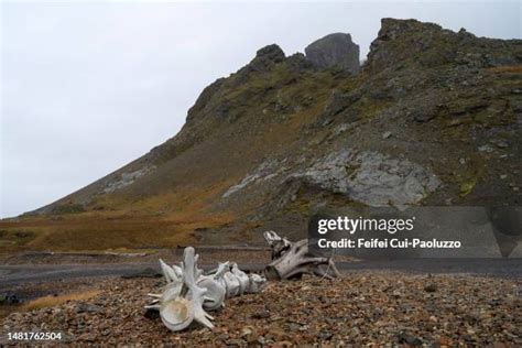 Eco Skeleton Photos And Premium High Res Pictures Getty Images