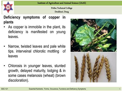 Functions And Deficiency Symptoms Of Copper And Chlorine In Plants Pptx
