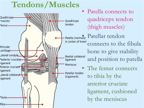 Origins Of Thigh Tendons Adductor Brevis Origin And Insertion