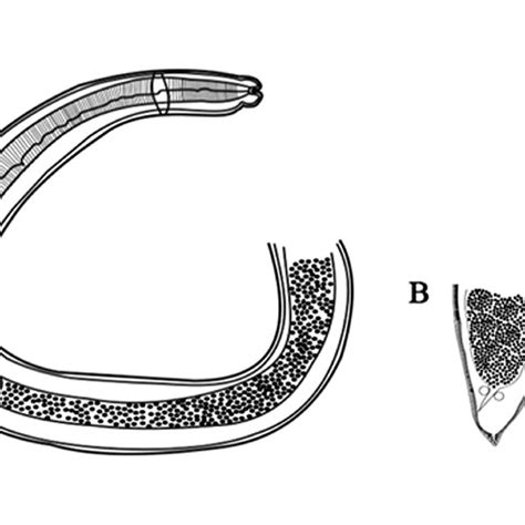 Morphology Of Third Stage Larvae Of Anisakis Spp Parasites Of Scomber
