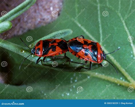 The Shield Bug Eurydema Ornata Mating Bugs On A Green Plant Stock