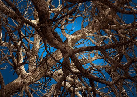 Moooi Carpets Makes Debut With Photo Realistic Designs