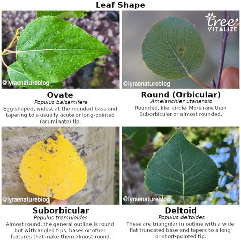 5 Different Types Of Aspen Trees And Their Identifying Features