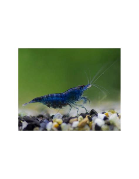 Neocaridina Davidi Blue Dream 1 15 Cm Lot De 10