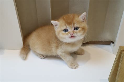 브리티쉬숏헤어구찌