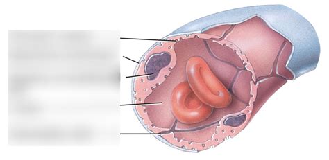 Biol 152 Continuous Capillary Diagram Quizlet