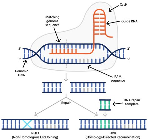 Crispr Cas9 Will Canadians Benefit From The Revolutionary Gene Editing