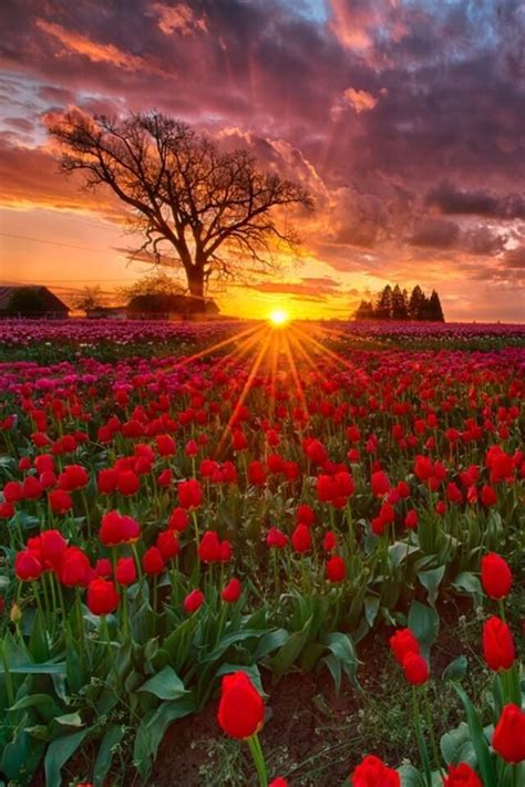 Create Meme Tulips Sunset Flowers Field Of Tulips Pictures Meme