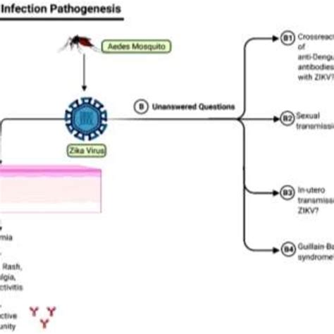 Pathogenesis Of Zikv In Humans And The Unanswered Questions Surrounding