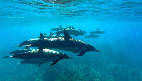 Obstacle Illusions Book